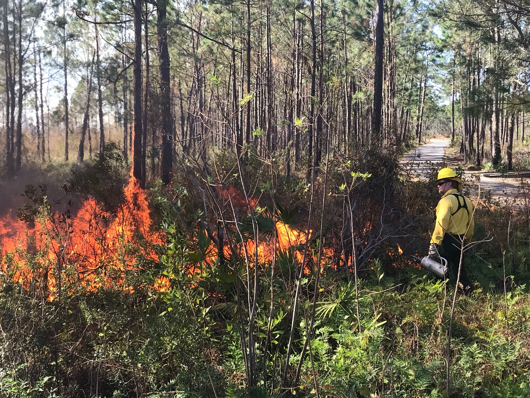 Prescribed Burn | Alapark